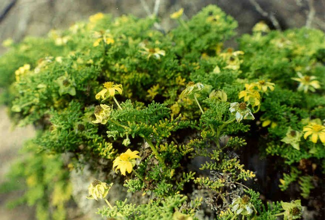 Galápagos 2000 - Floreana - March 10